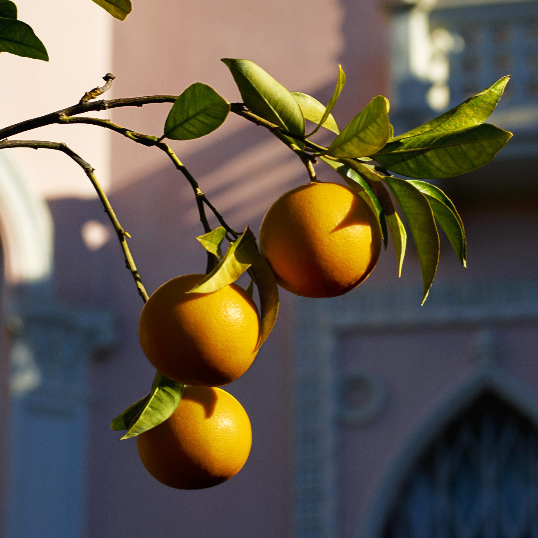 ÉTÉ CELINE: A Summer 2025 Collection Presented by CELINE