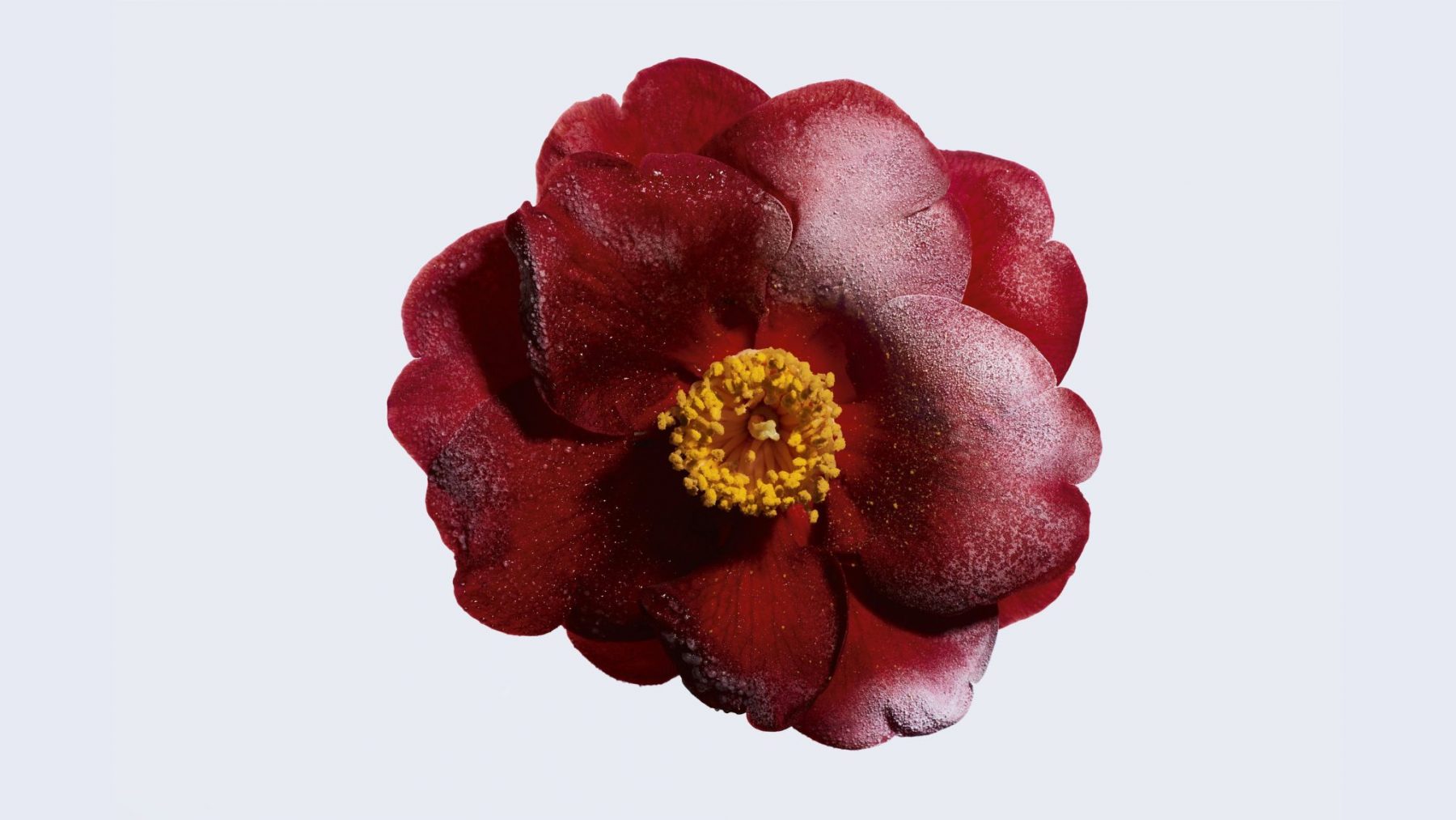 The N°1 De CHANEL Rich Revitalizing Cream - Time International