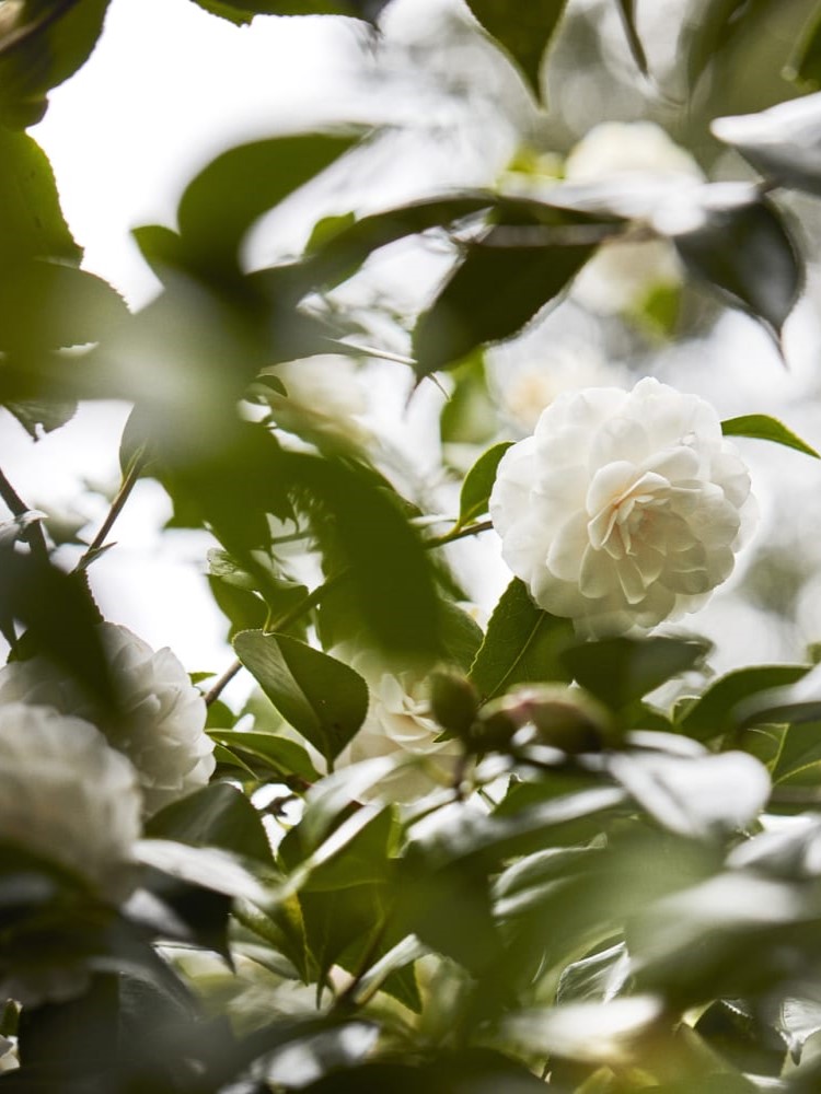 CHANEL Open-Sky Laboratory of Gaujacq - Time International