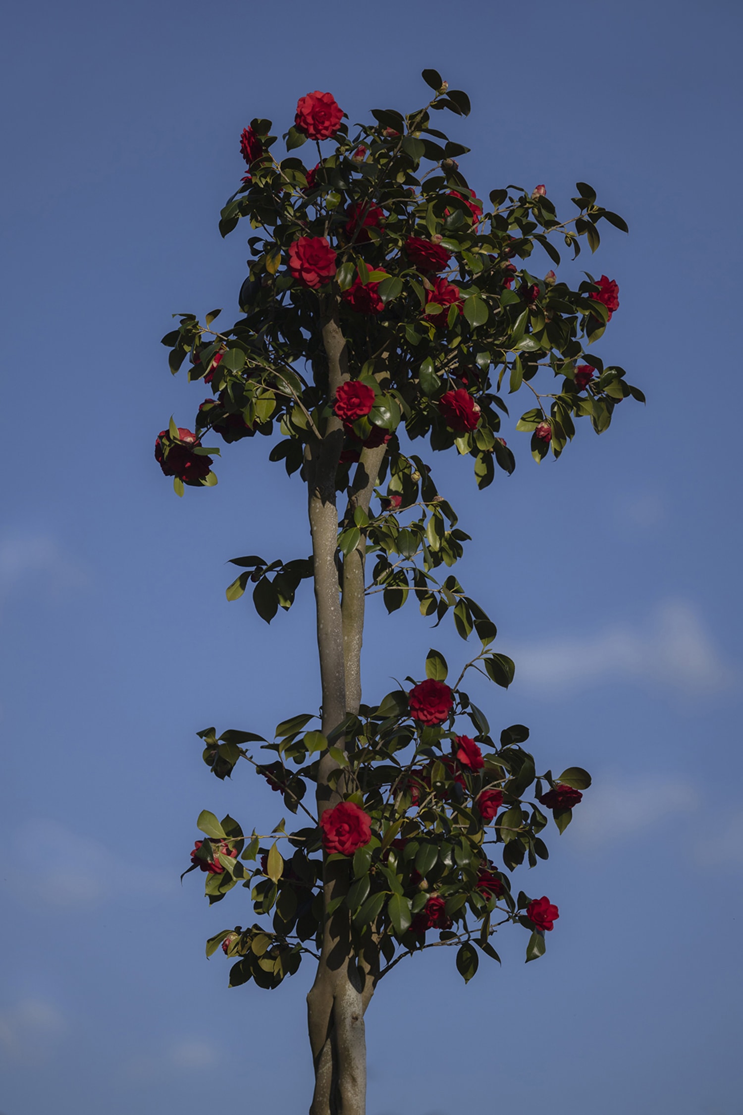 CHANEL Open-Sky Laboratory of Gaujacq - Time International