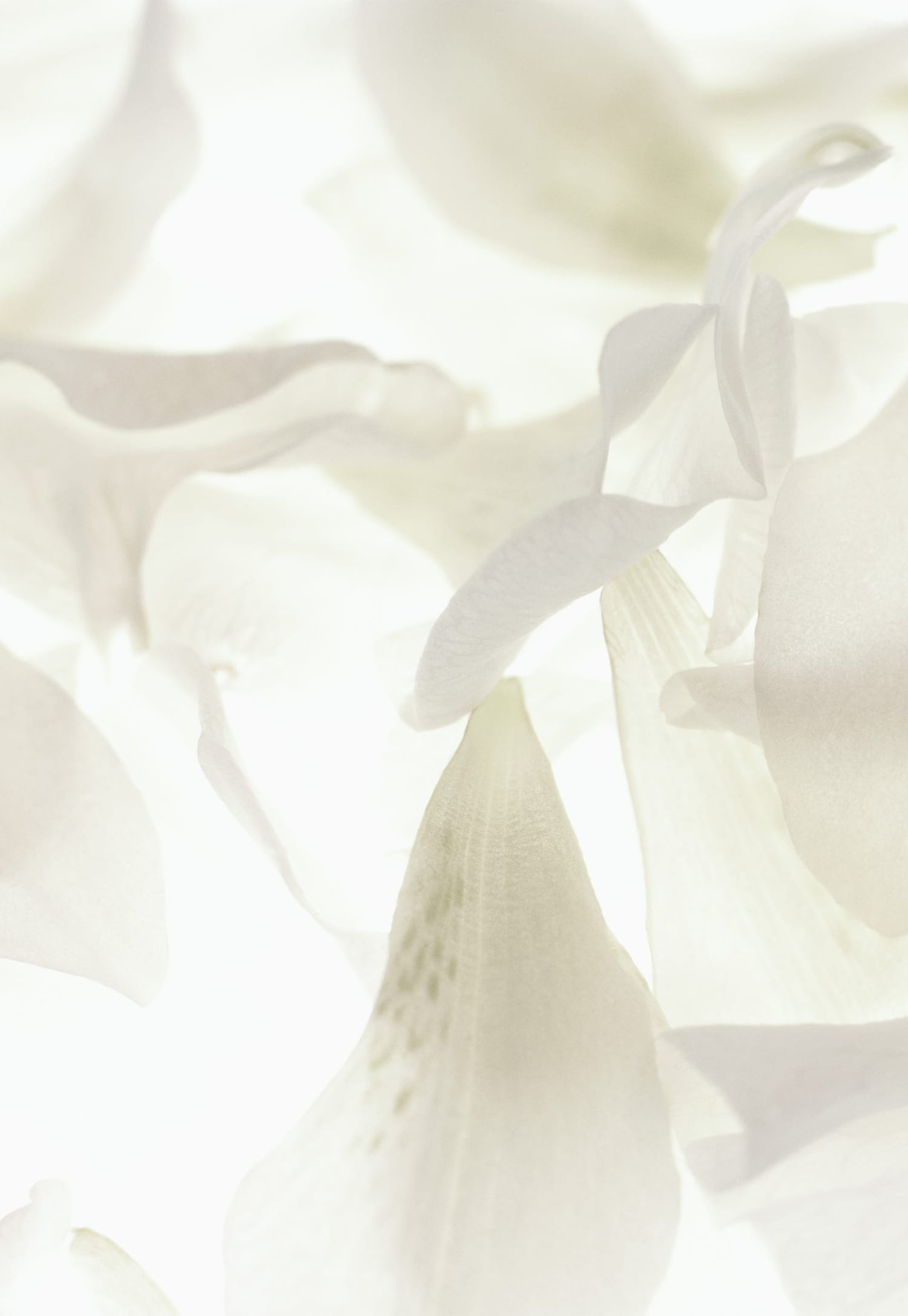 CHANEL Introduces Éclat Premier Line for Radiant Skin